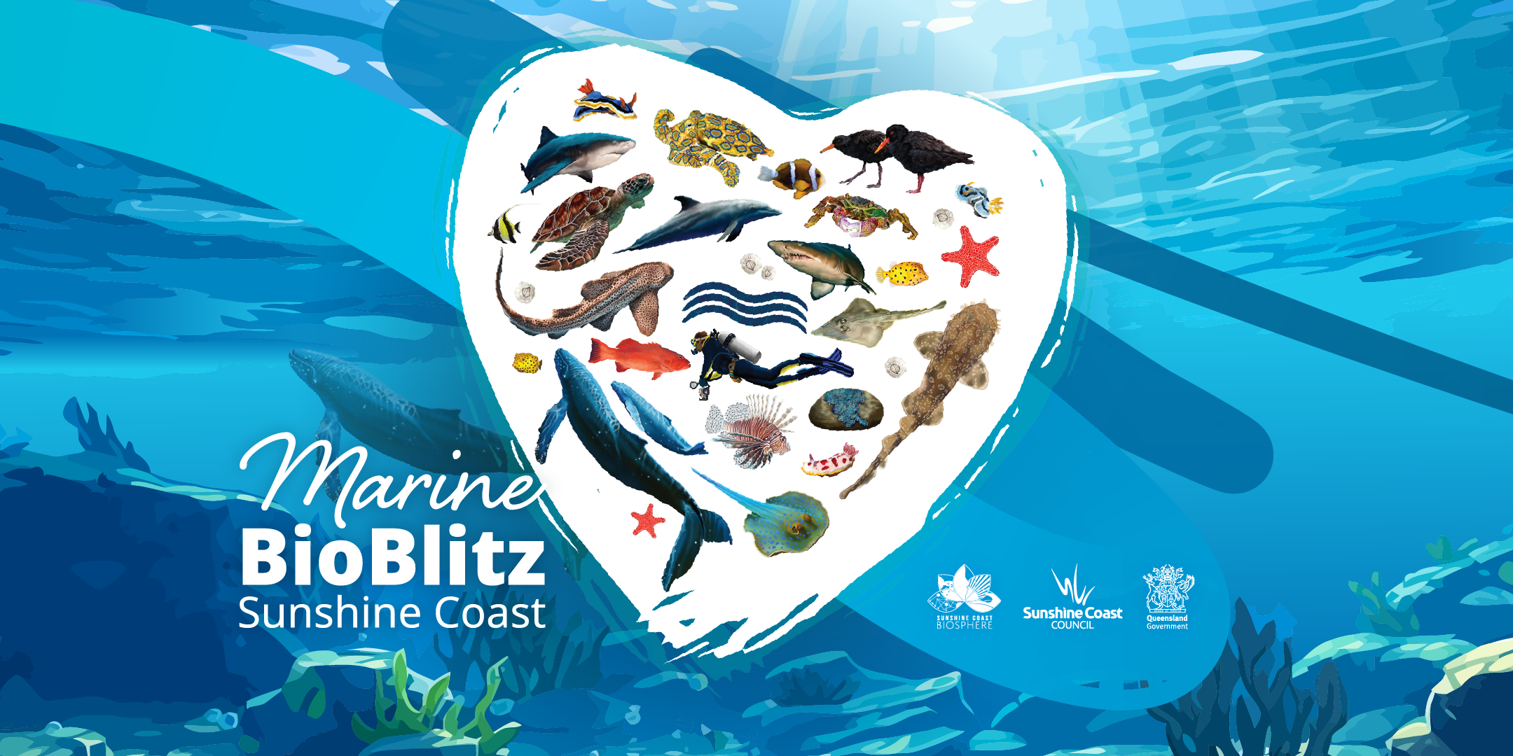 Sunshine Coast Marine BioBlitz | Sunshine Coast Council